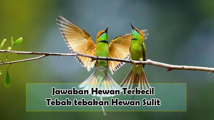 Jawaban Hewan Terkecil , Tebak tebakan Hewan Sulit untuk TTS Asah Otak ...