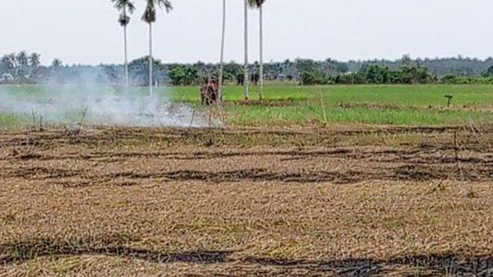Karhutla di Langgam dan Kuala Kampar Padam, BPBD Pelalawan Riau Sebut ...