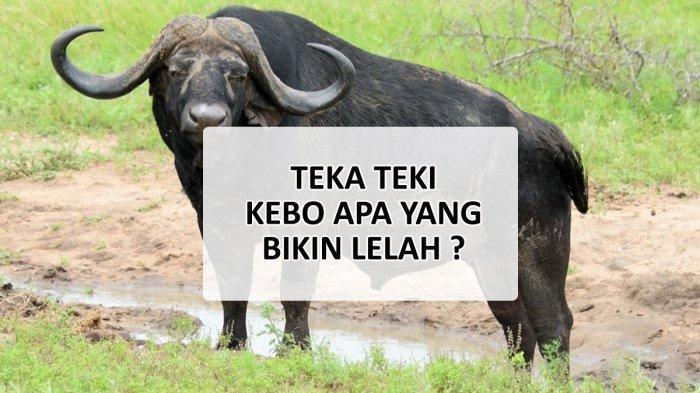 Kebo Apa yang Bikin Lelah? Ini Jawaban Tebak Tebakan atau Teka Teki TTS ...
