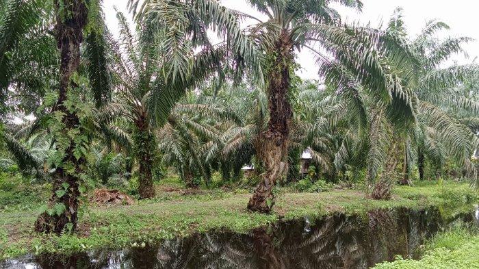 Daftar Harga TBS Sawit Mitra Swadaya Riau Periode 4–10 Desember 2024 ...