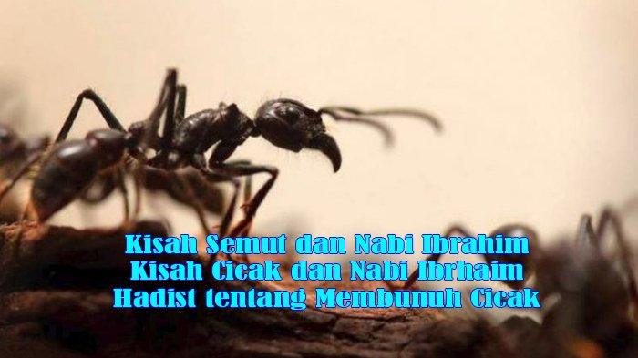 Kisah Cicak dan Kisah Semut dan Nabi Ibrahim hingga Hadist Nabi ...