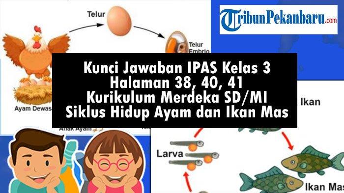 Kunci Jawaban Halaman 38, 40, 41 IPAS Kelas 3 SD/MI Kurikulum Merdeka ...
