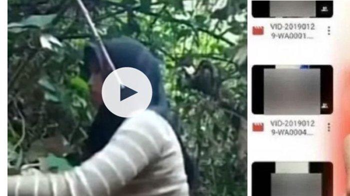 Link Renata Pacitan Viral Neng Alas 35 Detik di Hutan Tak Perlu Dicari di Twitter ...