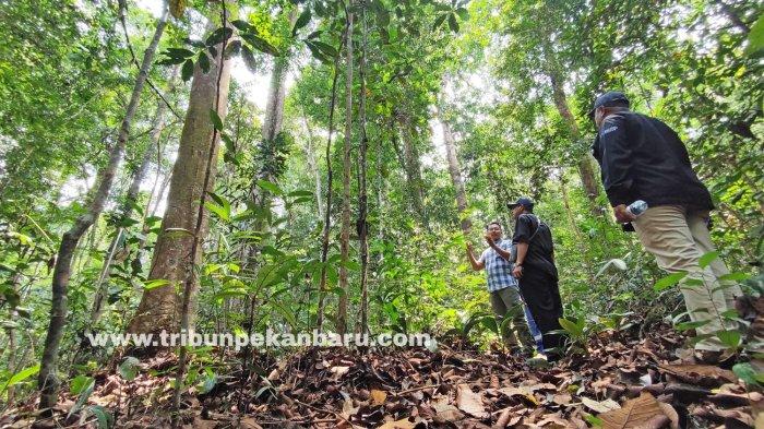 Memotret Keanekaragaman Hutan Rumbai PHR Yang Harmoni - Tribunpekanbaru.com