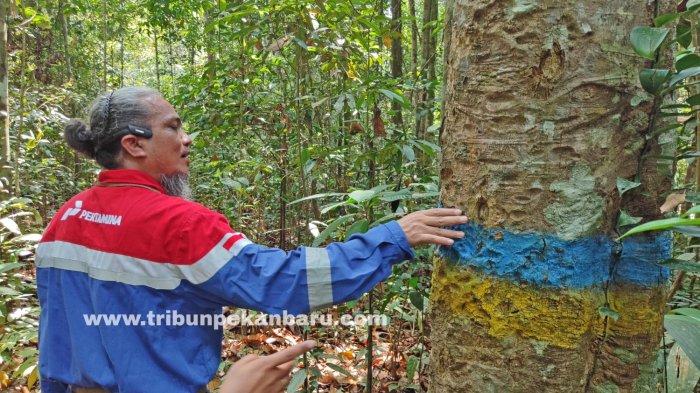 Memotret Keanekaragaman Hutan Rumbai PHR Yang Harmoni - Tribunpekanbaru.com