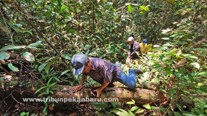 Memotret Keanekaragaman Hutan Rumbai PHR Yang Harmoni - Tribunpekanbaru.com