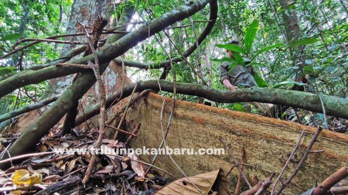 Memotret Keanekaragaman Hutan Rumbai PHR Yang Harmoni - Tribunpekanbaru.com