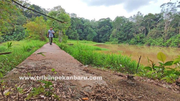 Memotret Keanekaragaman Hutan Rumbai PHR Yang Harmoni - Tribunpekanbaru.com