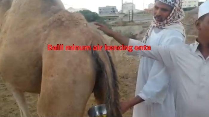 Minum Kencing Onta, ini Dalil Meminum Kencing Unta Kata Ulama Islam ...