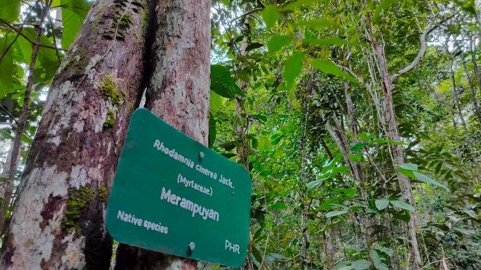 PHR Jaga Kelestarian Hutan Rumbai untuk Keberlangsungan Hidup, Masih ...