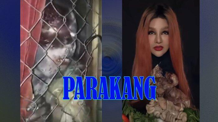 Parakang Viral di TikTok, Ini Arti Parakang - Ciri-Ciri Parakang ...