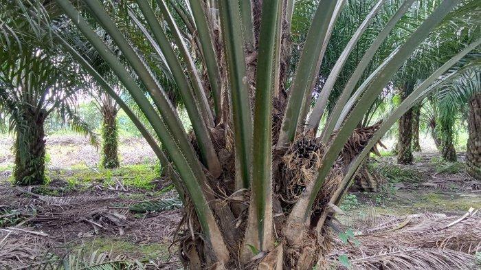 Naik Semua Kelompok Umur, Ini Daftar Harga TBS Sawit Mitra Plasma Riau Pekan Ini - Halaman all ...