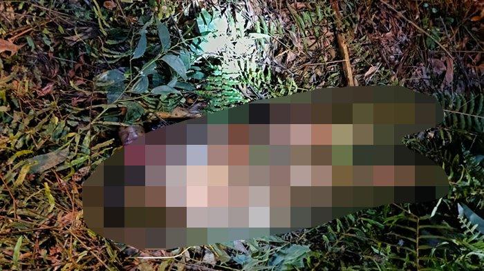 Pekerja HTI di Desa Pulau Muda Pelalawan Tewas Diserang Harimau Saat ...