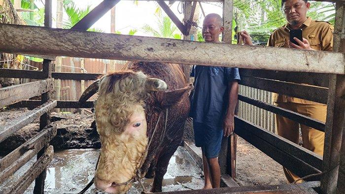 Setiono Bangga, Jhon Terpilih Jadi Sapi Kurban Presiden Prabowo untuk Dumai - Tribunpekanbaru.com