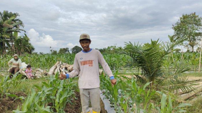 Petani Inhu Terapkan Metode Mulsa Tanpa Olah Tanah, Tanaman Bertahan ...