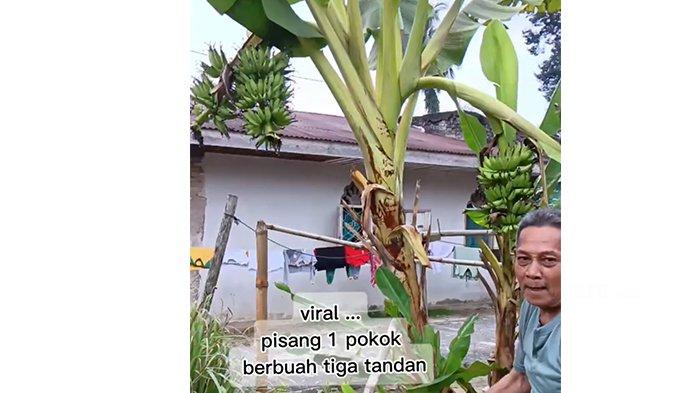 Viral Pohon Pisang Unik di Kabupaten Kampar Riau, Kembar Tiga di Satu ...