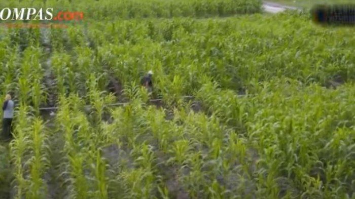 Mentan Andi Amran Sulaiman Pernah Membantah Jagung di Food Estate Ditanam dalam Polybag ...