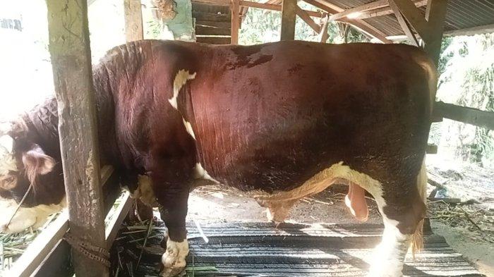 Berat Nyaris 1 Ton, Sapi Simental Asal Rohul Dipilih Jadi Hewan Kurban Bantuan Prabowo untuk ...