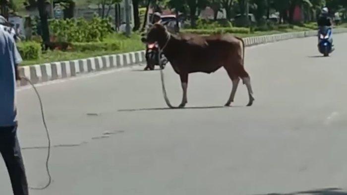Sapi Kurban Kabur ke Sejumlah Ruas Jalan di Pekanbaru, Pengendara Kaget ...