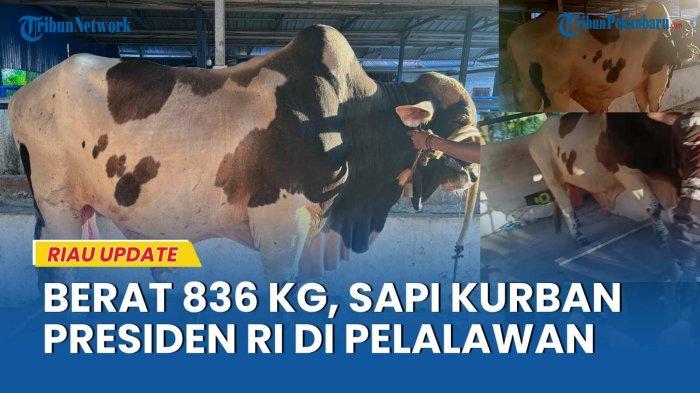 Sapi Kurban Presiden Prabowo untuk Pelalawan akan Disembelih di ...