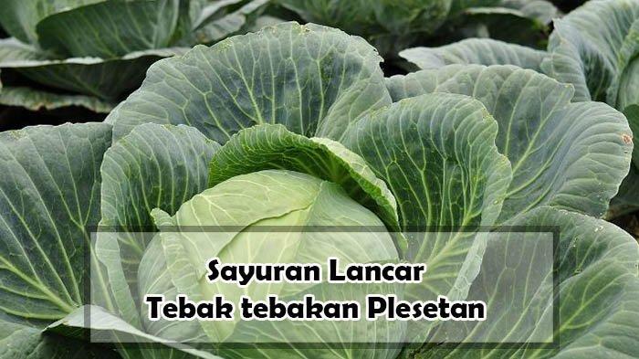 Sayuran Lancar , Tebak tebakan Plesetan , Ternyata Ini Maksud dari ...