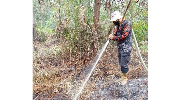 Sebagian Titik Api Karhutla di Riau Mulai PadamHujan Deras di Pelalawan ...