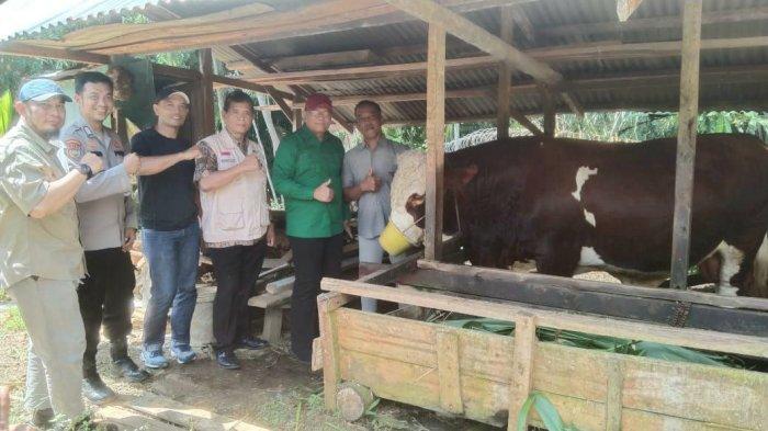 Kisah Inspiratif Teguh Rawat si Bangong Hingga Terpilih Jadi Sapi Kurban Presiden Prabowo di ...