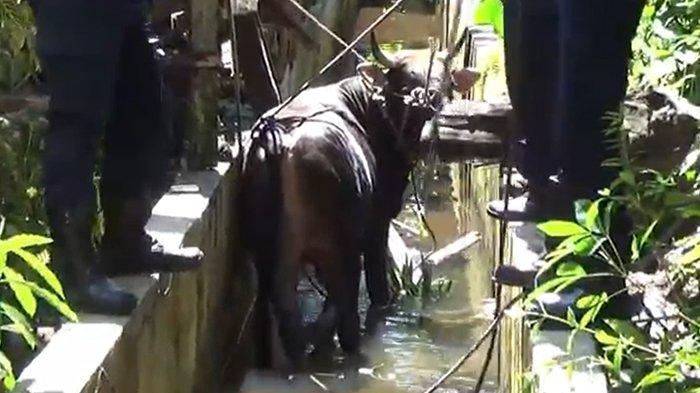 Sapi Besar Kabur dan Mengamuk, Nyaris Seruduk Warga Pekanbaru, Damkar ...