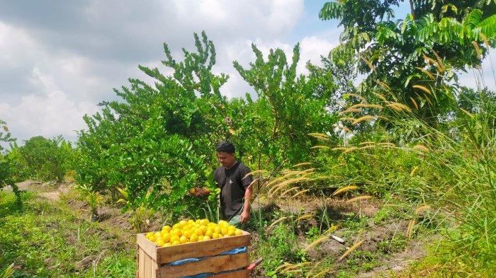 Menjembatani Petani & Konsumen: Kisah Inspiratif Taufik, Distributor ...