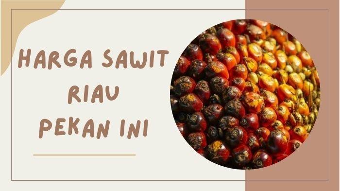 Harga TBS Sawit Mitra Plasma Riau Turun, Dipicu Harga Jual CPO dan ...