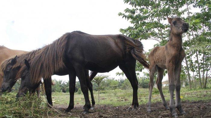Cerita Rakyat Minangkabau : Jajak Kudo - Kuda Ajaib Bisa Bicara ...