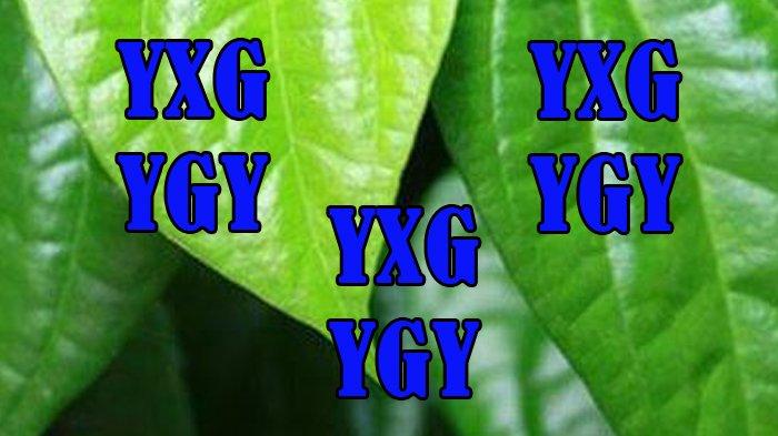 Apa Itu YXG dan Arti YXG dalam Bahasa Gaul dan Apa YGY Artinya Bahasa ...