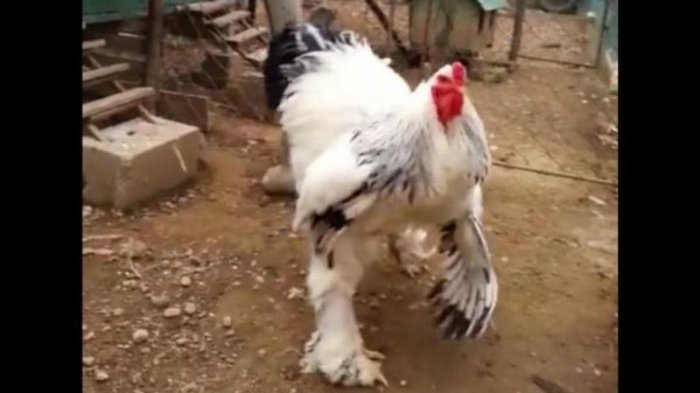 VIDEO VIRAL: Ayam Raksasa Bikin Netizen Bimbang, Ternyata Ini Jenisnya ...