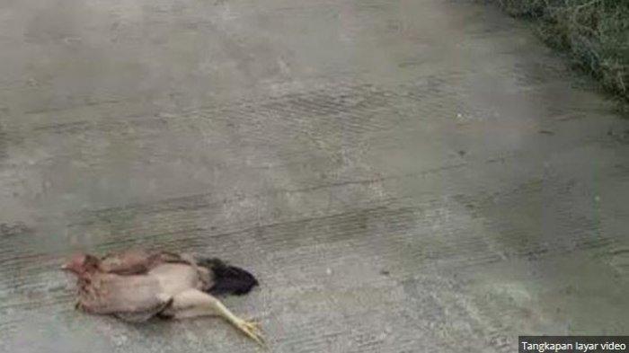Kronologi Ayam Mati Mendadak di Kampar Sampai Dinyatakan Positif Flu ...