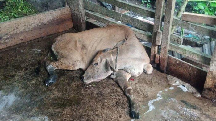 Dinas PKH Riau Terima Laporan Dua Kasus Hewan Ternak di Kampar ...