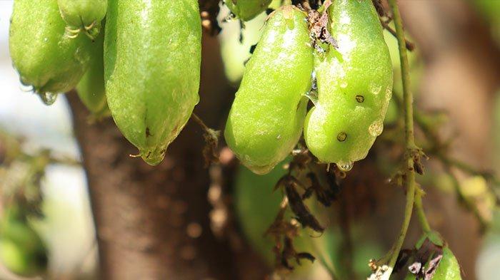 Belimbing Wuluh dan Manfaatnya untuk Kesehatan Tubuh Manusia, bisa Obati Kanker dan Obat Sakit ...