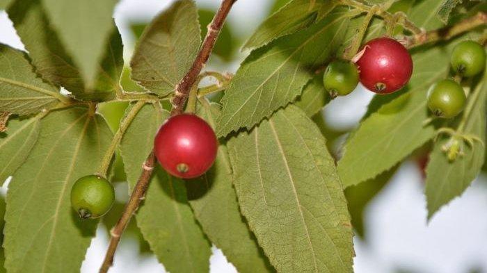 Manfaat Buah Seri atau Buah Kersen Bagi Kesehatan Menurut Peneliti ...
