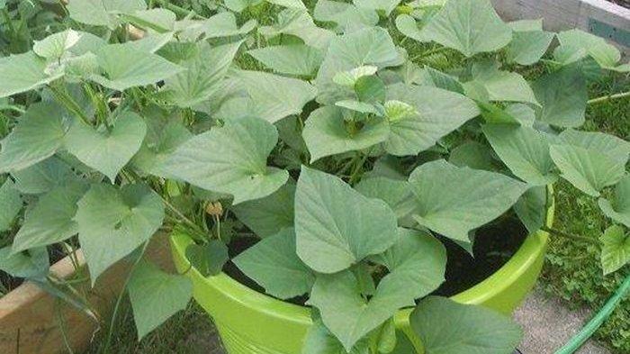 Sayuran Apa yang Dilarang Oleh Polisi? Jawaban Tebak-tebakan TTS Viral ...