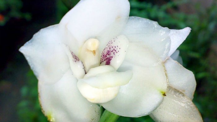 Arti Bunga Edelweis, Bunga Tulip Putih, Rafflesia, Lavender Hingga ...