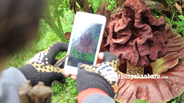 Rafflesia Arnoldii dan Bunga Bangkai yang Bermunculan di Riau. Pertanda ...