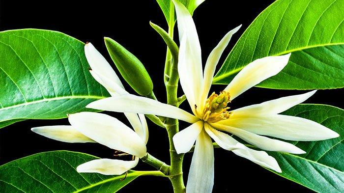 MAKNA dan Arti Lirik Lagu Bungong Jeumpa, Lagu Khas dari Aceh yang ...