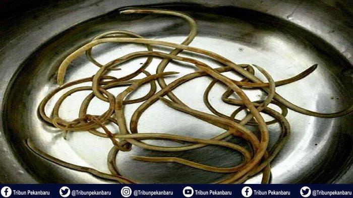 Warga Heboh, Ribuan Cacing Penuhi Pantai, Seketika Pantai Menjadi Hitam ...