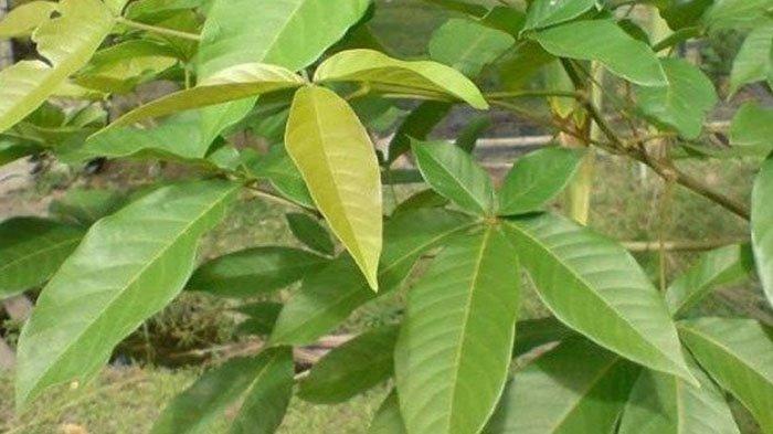 Sempat Diakui bisa Obati Covid-19, Inilah Khasiat Daun Laban untuk ...