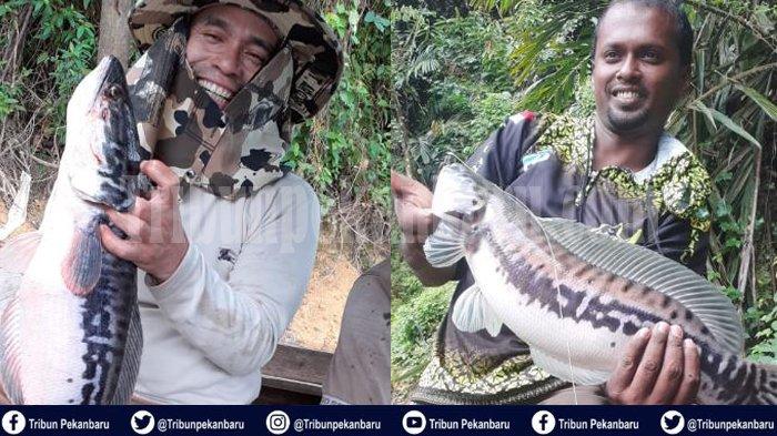 FEATURE - SENSASI Memancing di Riau, Strike Ikan Toman di Sungai Gulamo dan Danau PLTA Koto ...