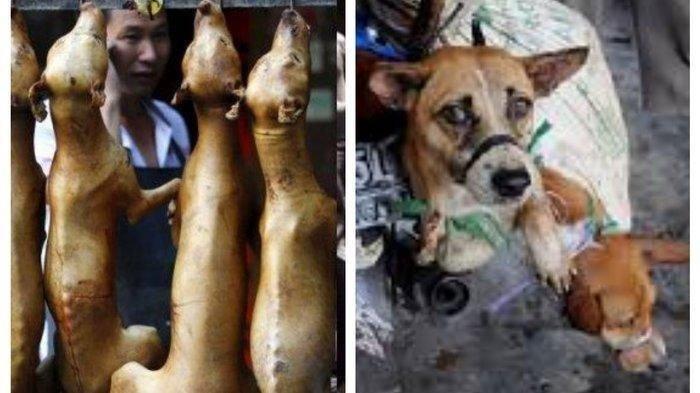 Penikmat Daging Anjing di Solo Ramai, Permintaan Capai 100 Ekor Per ...