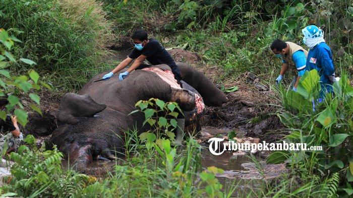 FOTO: Beginilah Proses Nekropsi Gajah Dita yang Mati di SM Balai Raja ...