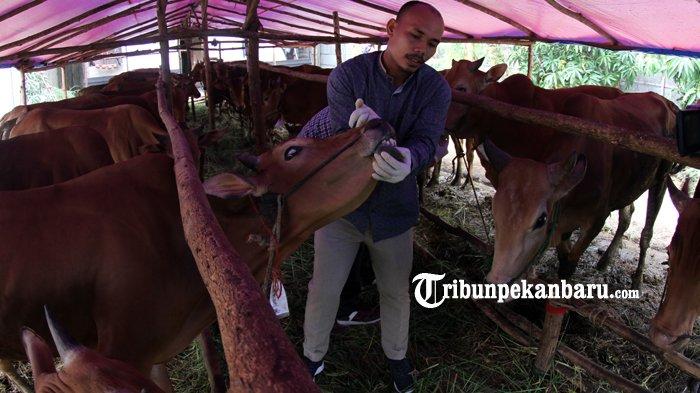 Kisaran Harga Hewan Kurban 2020, Rp 1,4 Jutaan Dapat Kambing hingga Harga Patungan Kurban Sapi ...