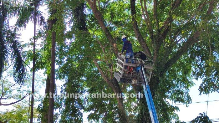 FOTO: Pemotongan Ranting Pohon Guna Hindari Pohon Tumbang di Jalan ...