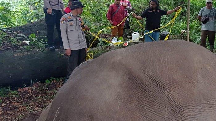 Ditemukan Lemas dan Gading Hilang, Gajah Latih Balai TNTN Berusia 46 Tahun Mati di Pelalawan ...