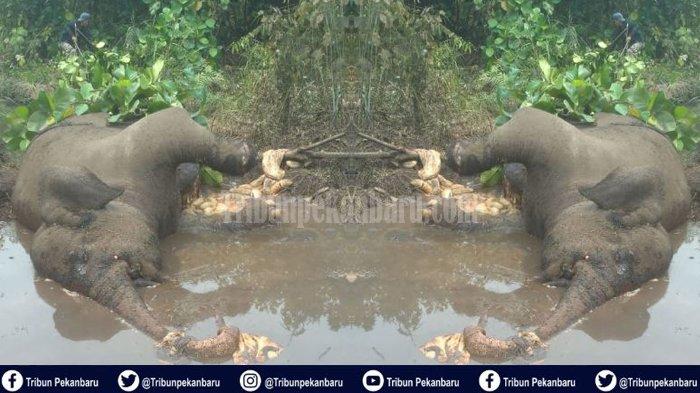 Gajah Sumatera Bernama Dita Ditemukan Membusuk di SM Balai Raja Riau ...